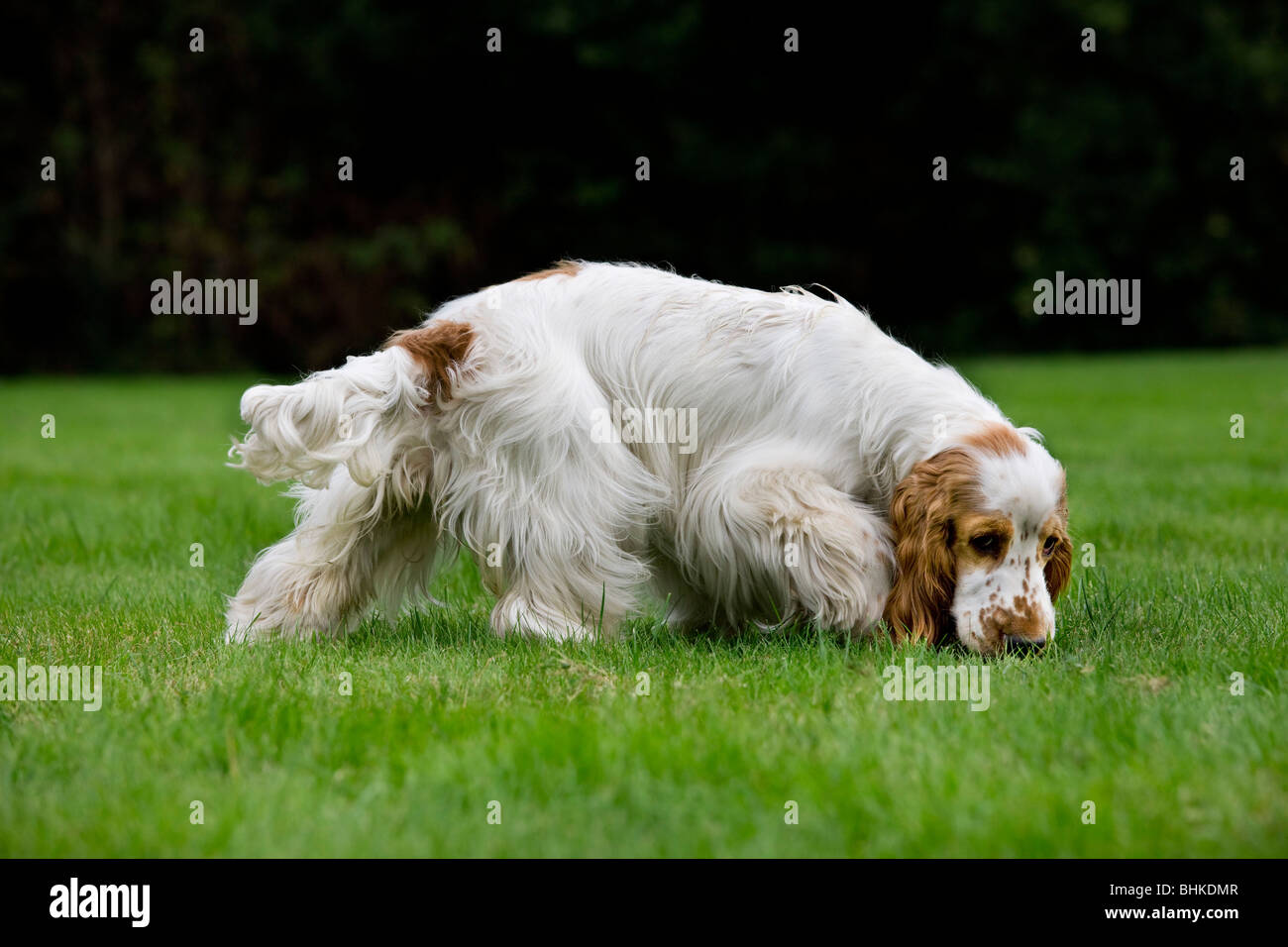 English Cocker Spaniel (Canis lupus familiaris) sniffing lawn in garden ...