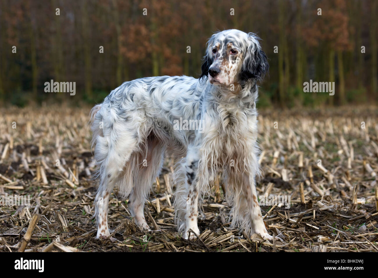 English Setter dog (Canis lupus familiaris) on field Stock Photo - Alamy