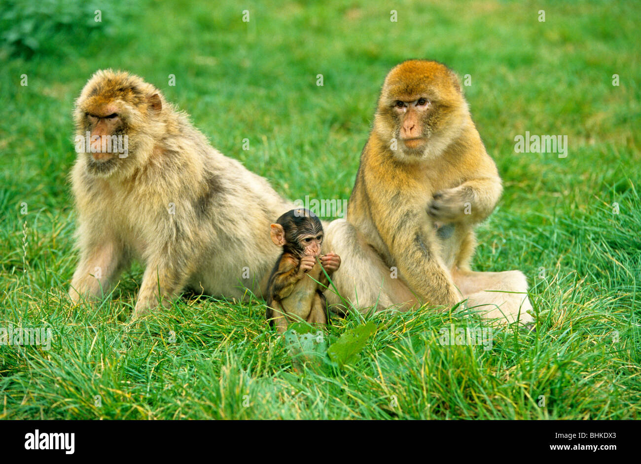 Barbary Macaques with child Stock Photo - Alamy