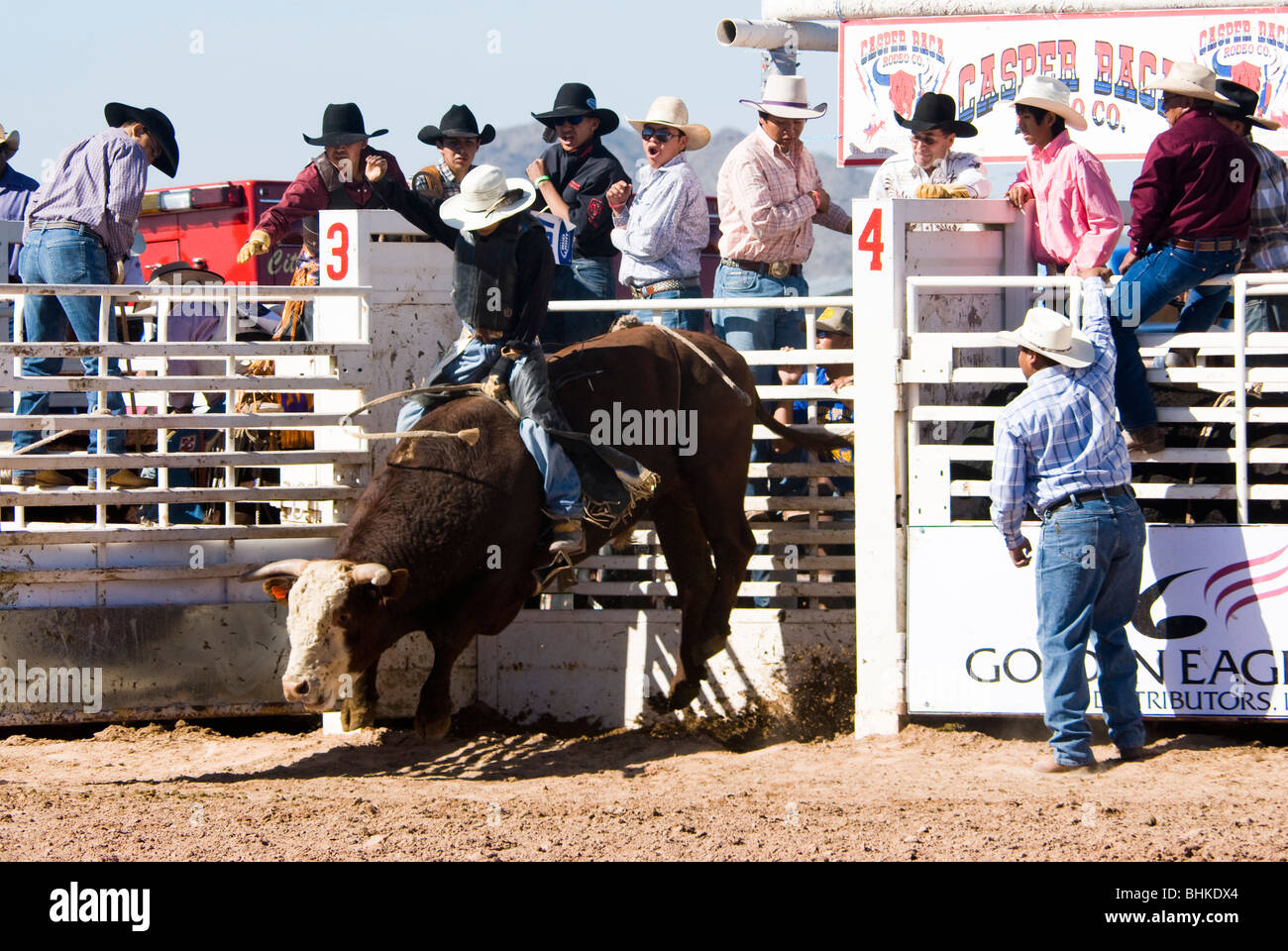 a cowboy competes in the bull riding event during the O'Odham Tash all ...