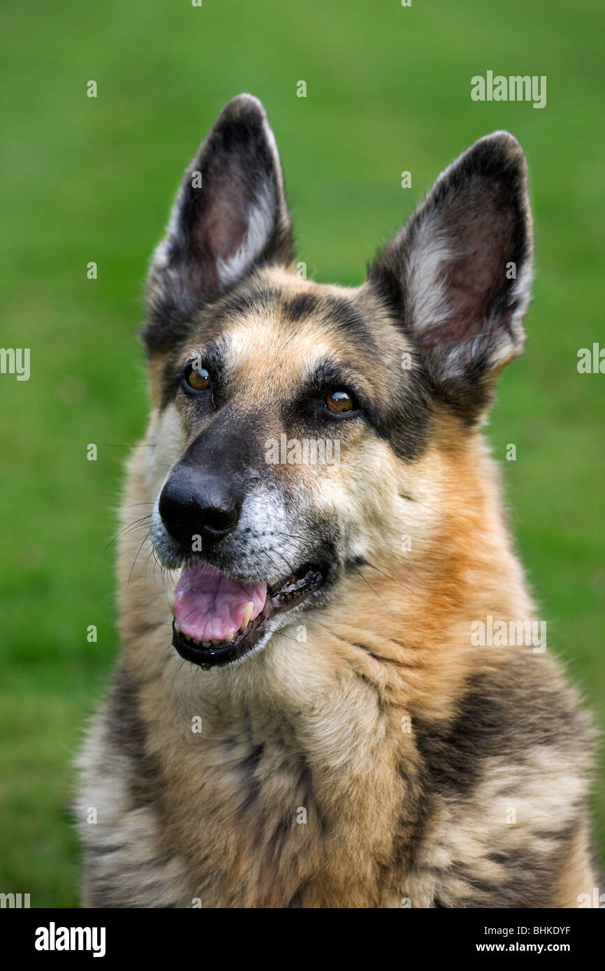 Alsation dog hi-res stock photography and images - Alamy