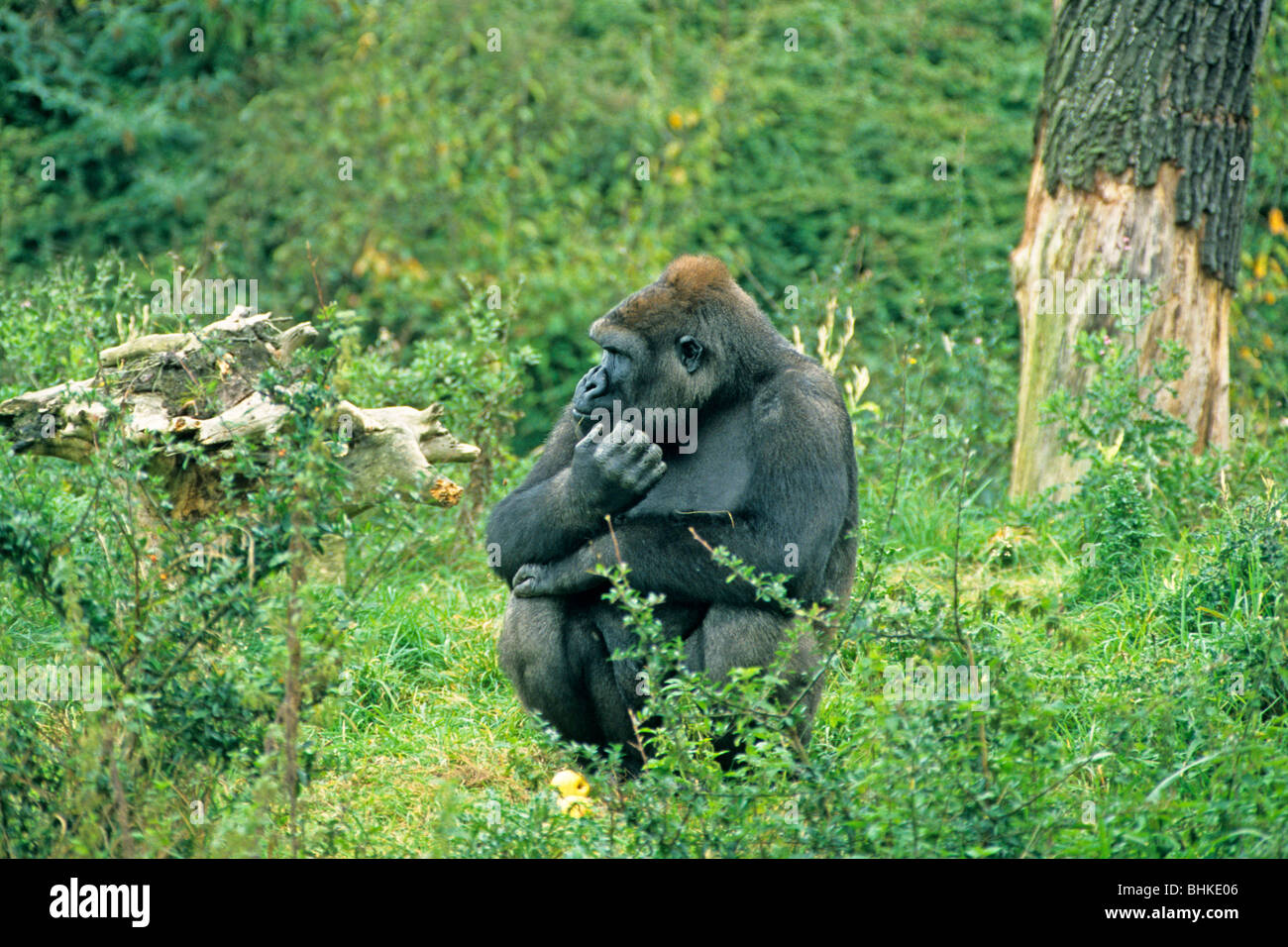 Gorilla Scratching High Resolution Stock Photography and Images - Alamy