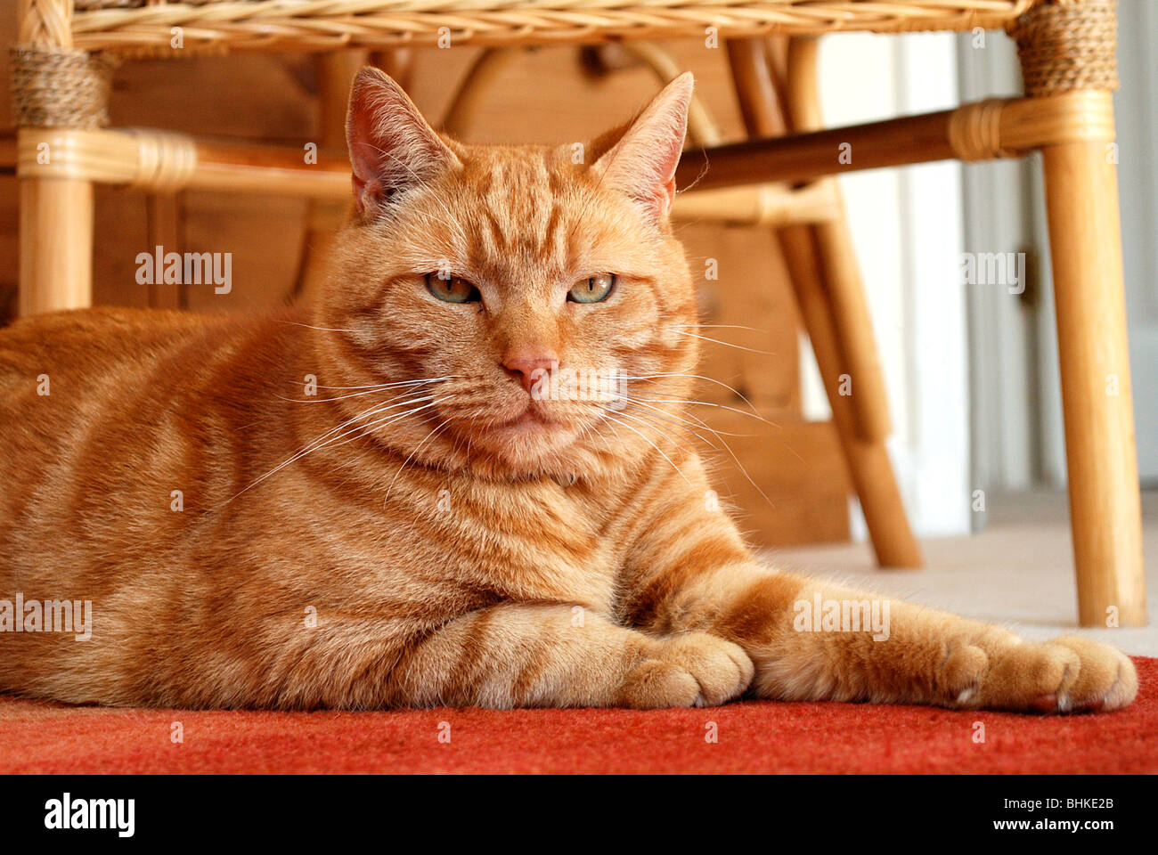 Garfield cat hi-res stock photography and images - Alamy