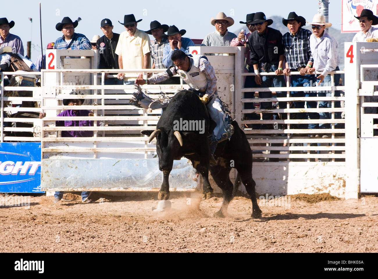 a cowboy competes in the bull riding event during the O'Odham Tash all ...