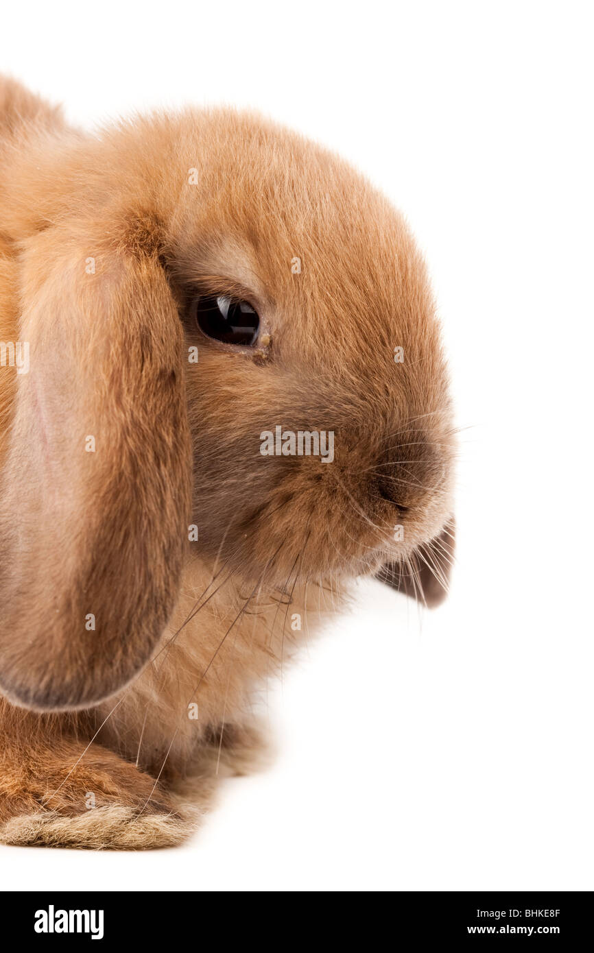 Miniature Cashmere Lop