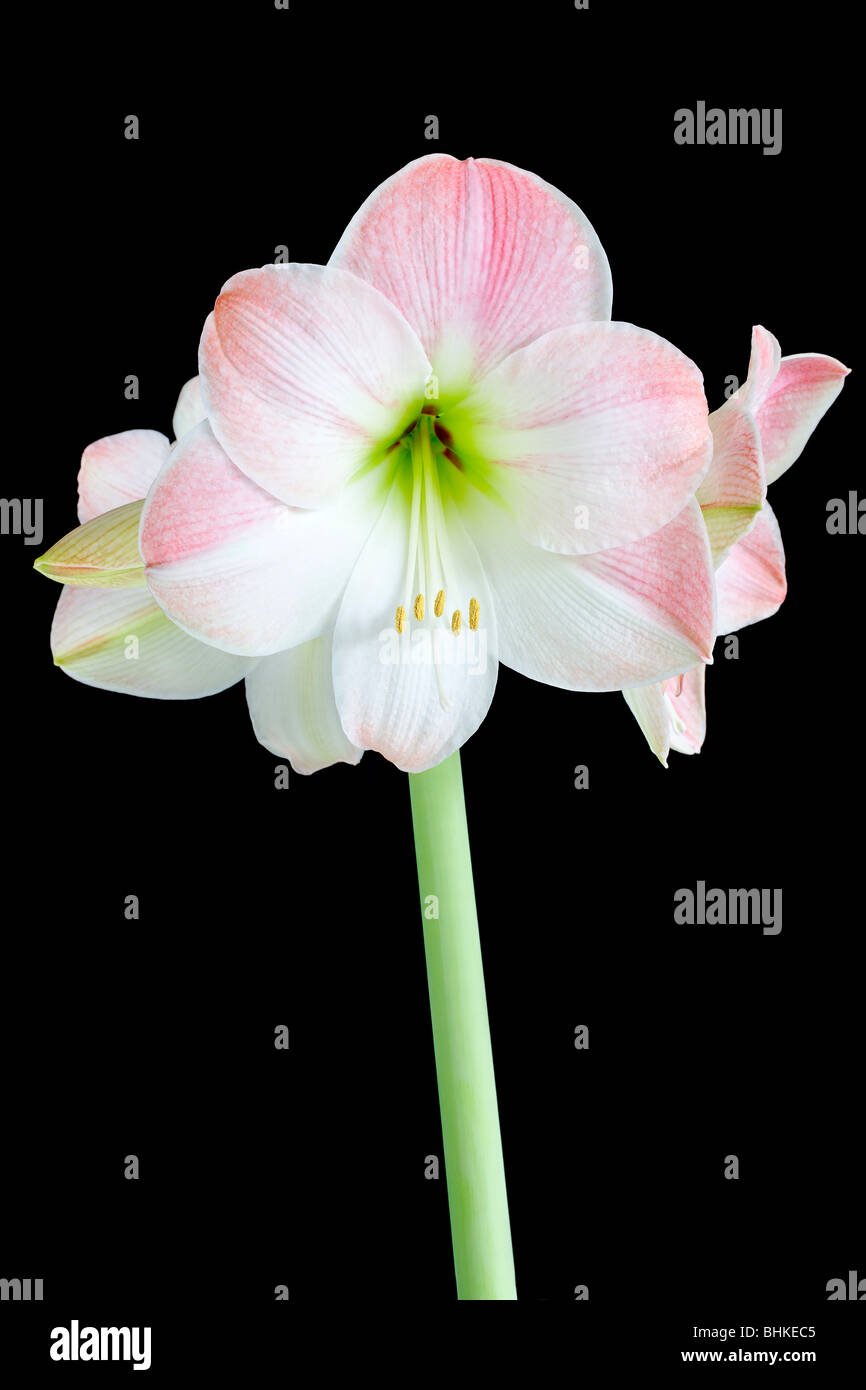 Stigma stamens amaryllis hi-res stock photography and images - Alamy