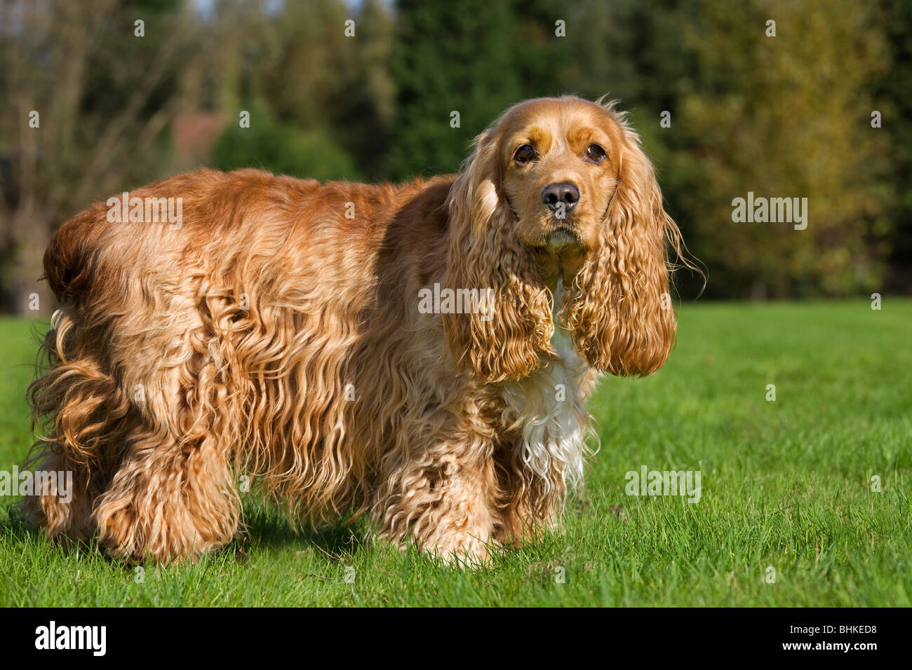 Cocker spaniel dog canines hi-res stock photography and images - Alamy