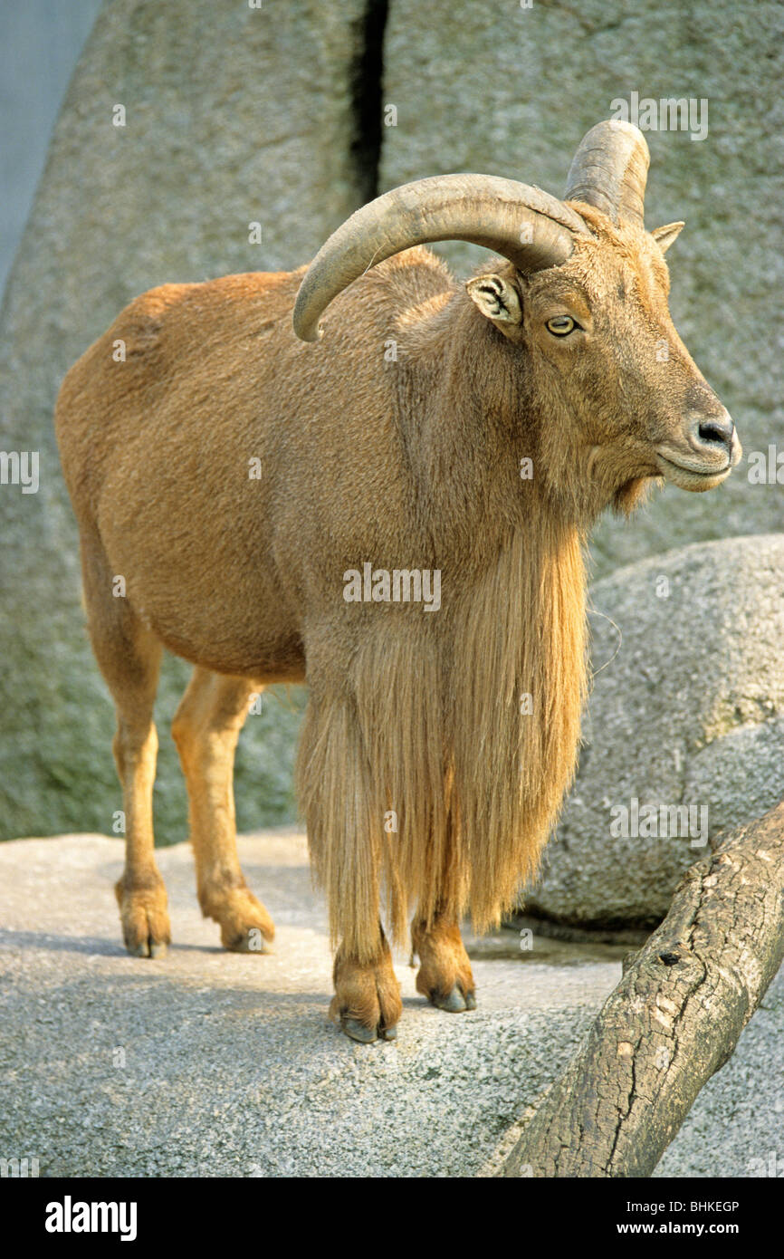 Barbary sheep portrait hi-res stock photography and images - Alamy