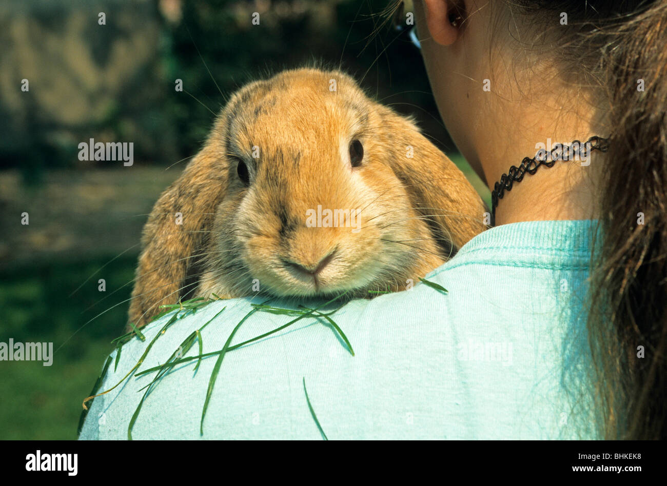 rabbit being carried around on a girl´s shoulder Stock Photo - Alamy