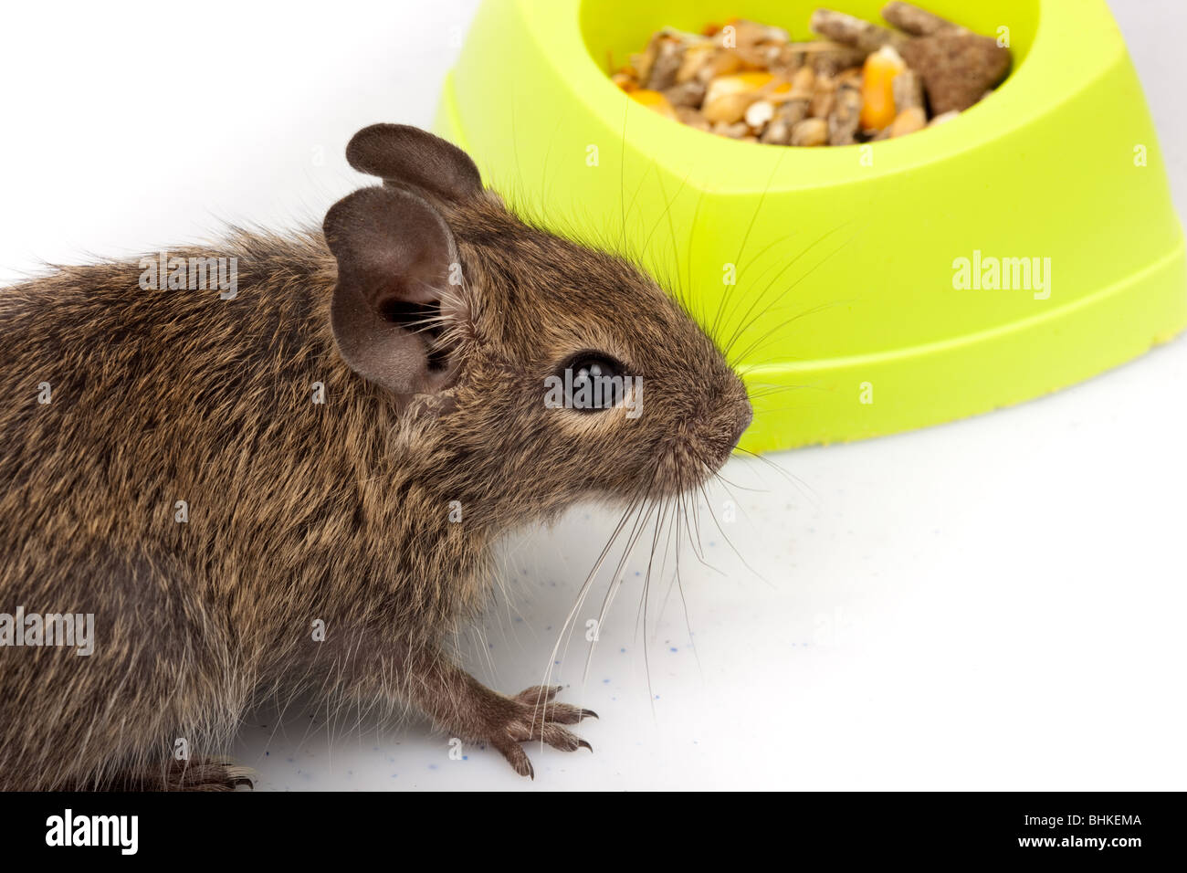 The Degu (Octodon degus) is a small caviomorph rodent that is endemic ...