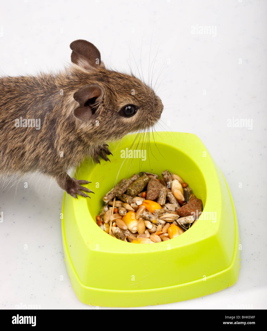 The Degu (Octodon degus) is a small caviomorph rodent that is endemic ...
