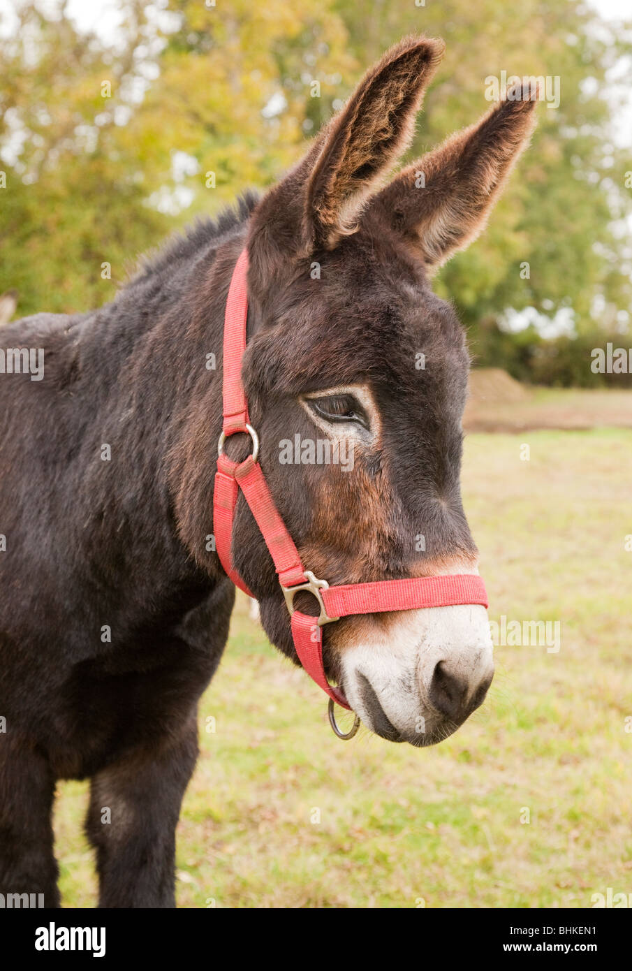 Portrait of a single brown coloured donkey standing in a grass field ...