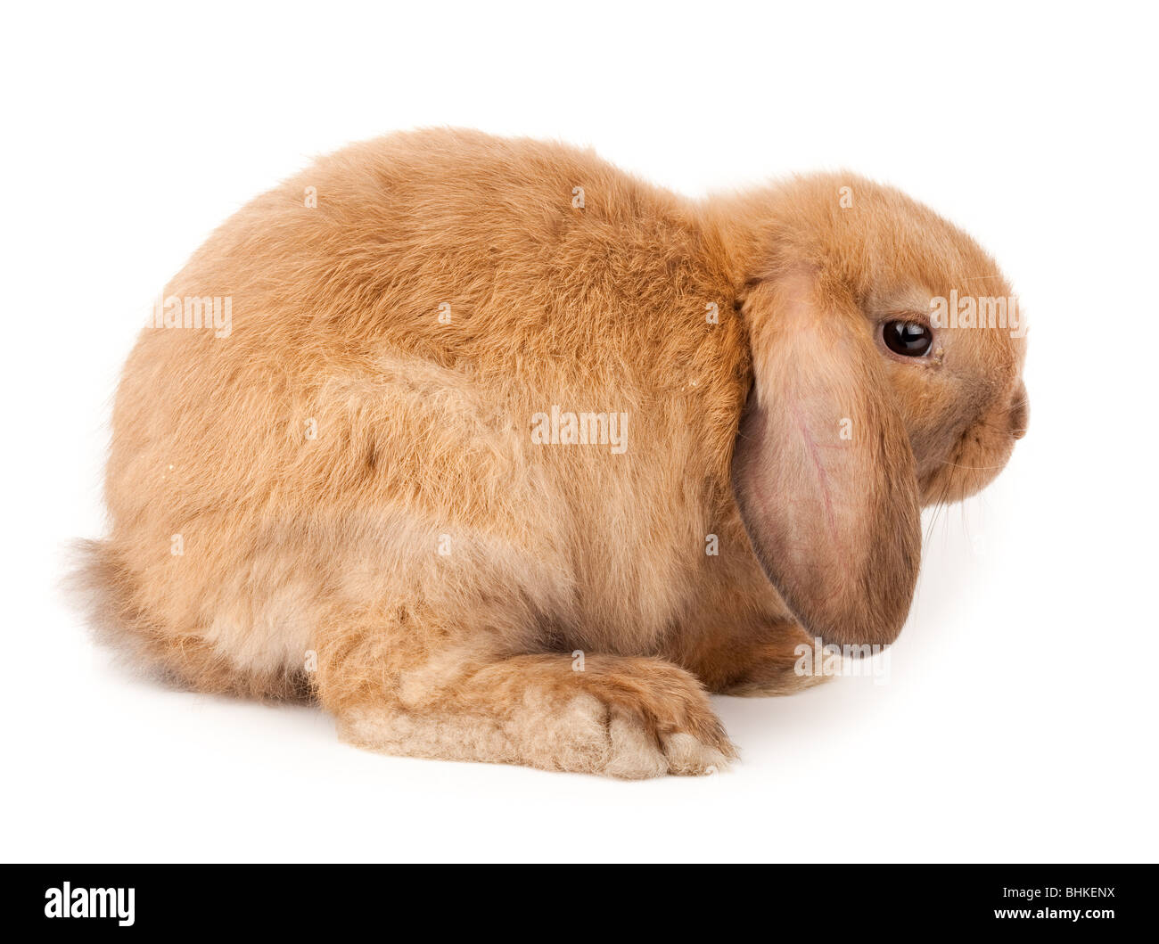 Mixed Mini Rex Minilop