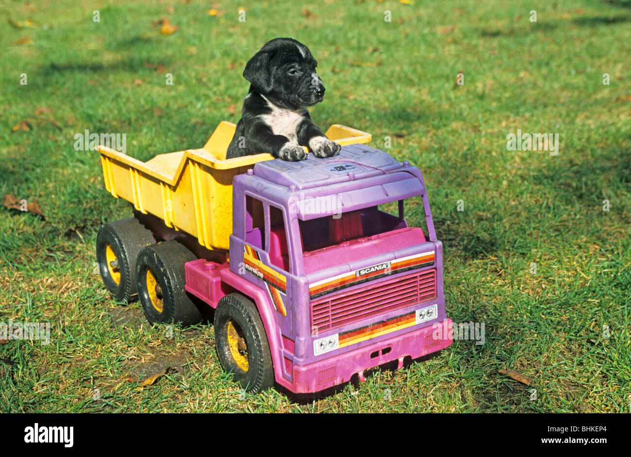 pup sitting in a toy lorry Stock Photo - Alamy