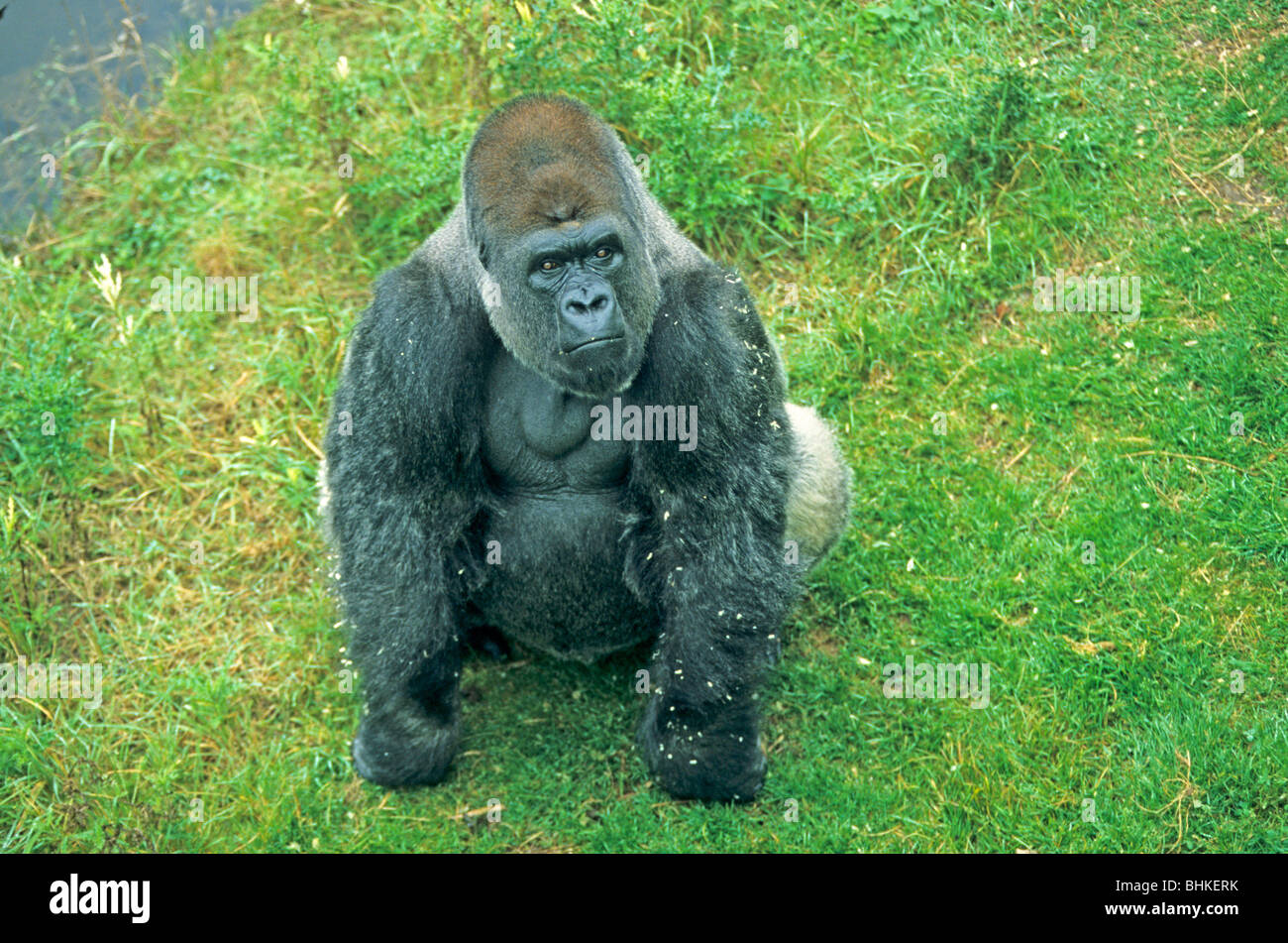 Silverback male captivity hi-res stock photography and images - Alamy