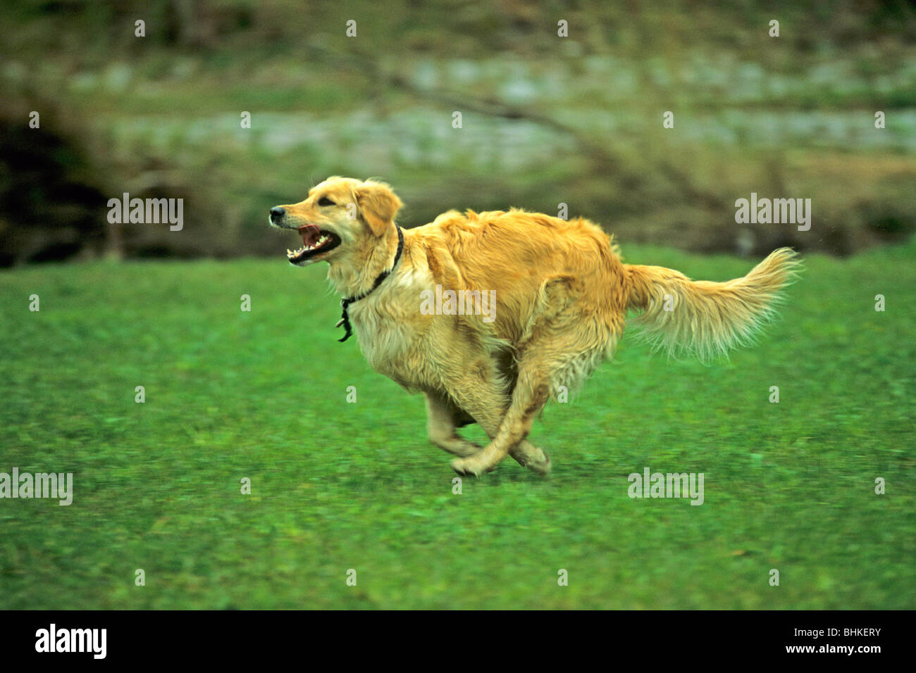 running golden retriever Stock Photo - Alamy