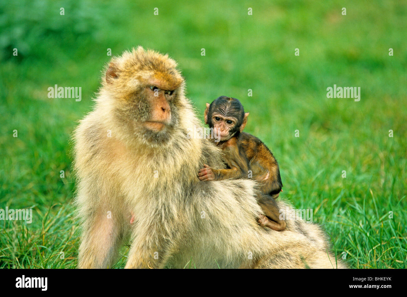 Barbary Macaque with child Stock Photo - Alamy
