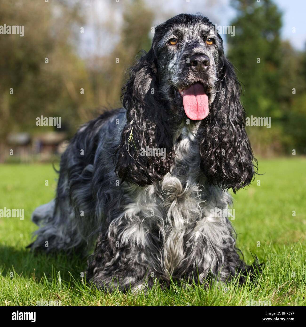 Black english cocker spaniel hi-res stock photography and images - Alamy
