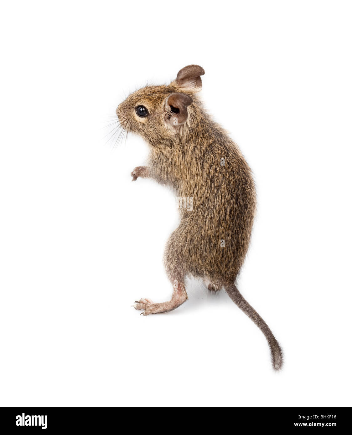 The Degu (Octodon degus) is a small caviomorph rodent that is endemic ...