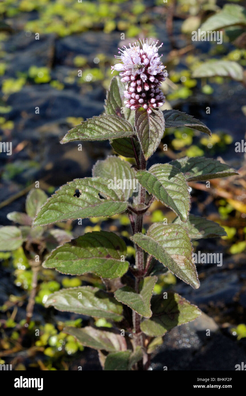 Water Mint, Mentha aquatica Stock Photo - Alamy