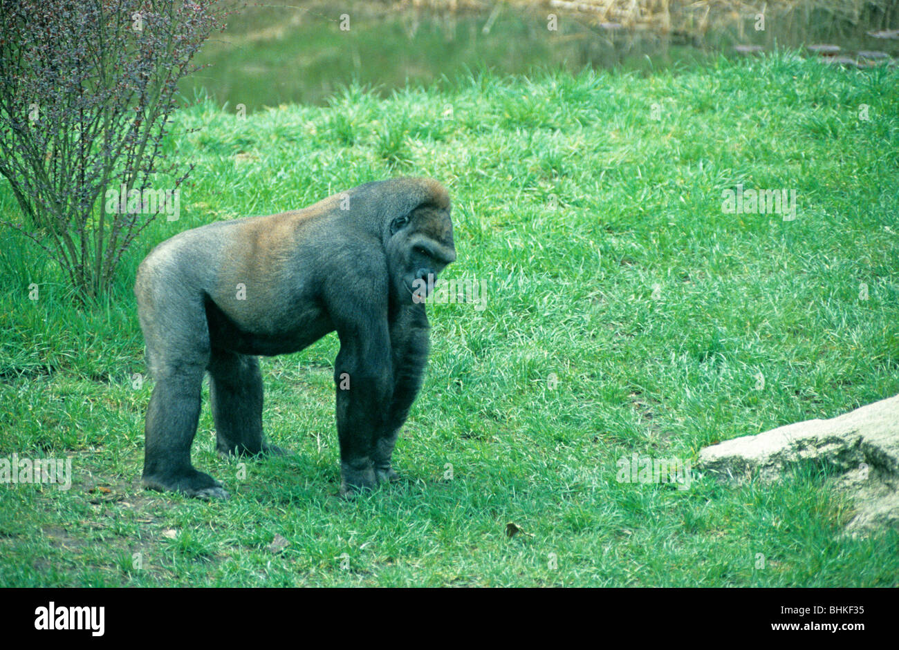 silverback gorilla in a zoo Stock Photo - Alamy