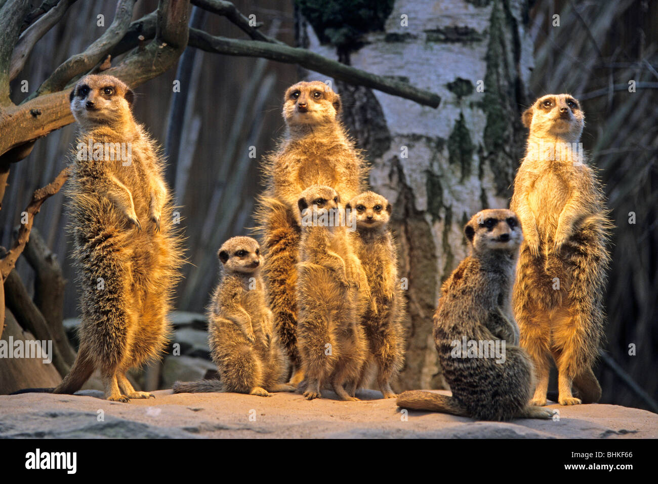 Meerkats mob hi-res stock photography and images - Alamy