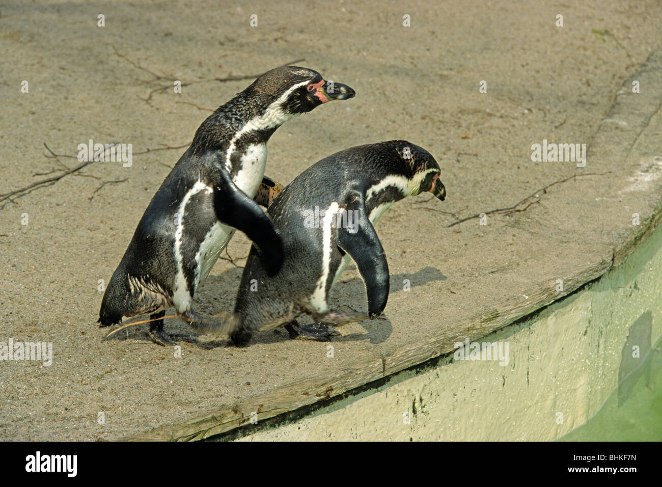 Peru penguins hi-res stock photography and images - Alamy