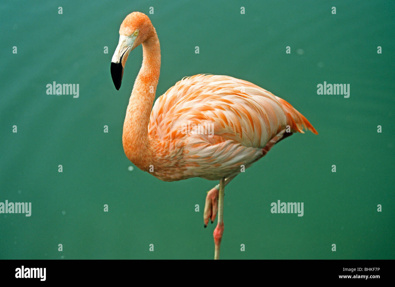 Flamingo one leg cut out hi-res stock photography and images - Alamy