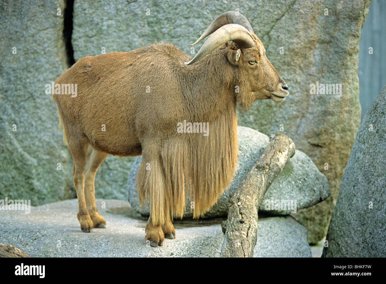 Barbary sheep portrait hi-res stock photography and images - Alamy