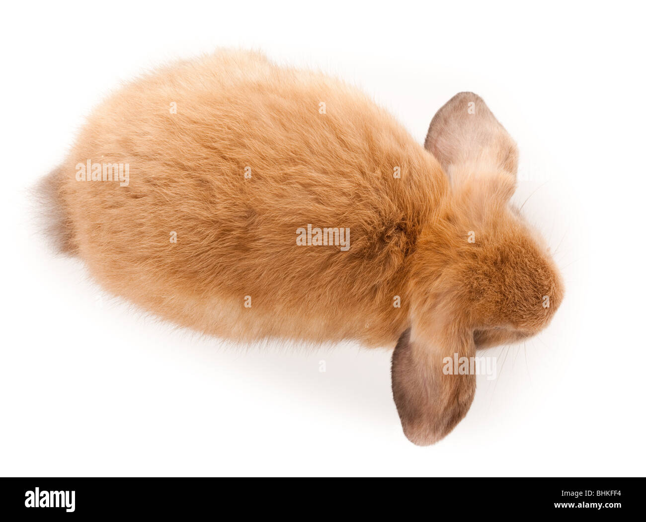 Miniature Lop, rabbit. It is cut out on a white background Stock Photo ...