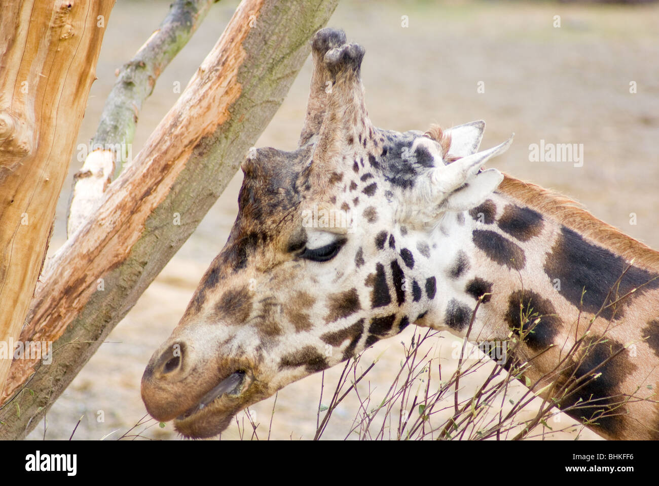 A Giraffe feeding Stock Photo - Alamy