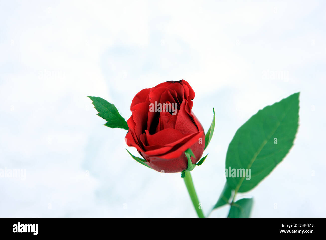 White scottish rose hi-res stock photography and images - Alamy