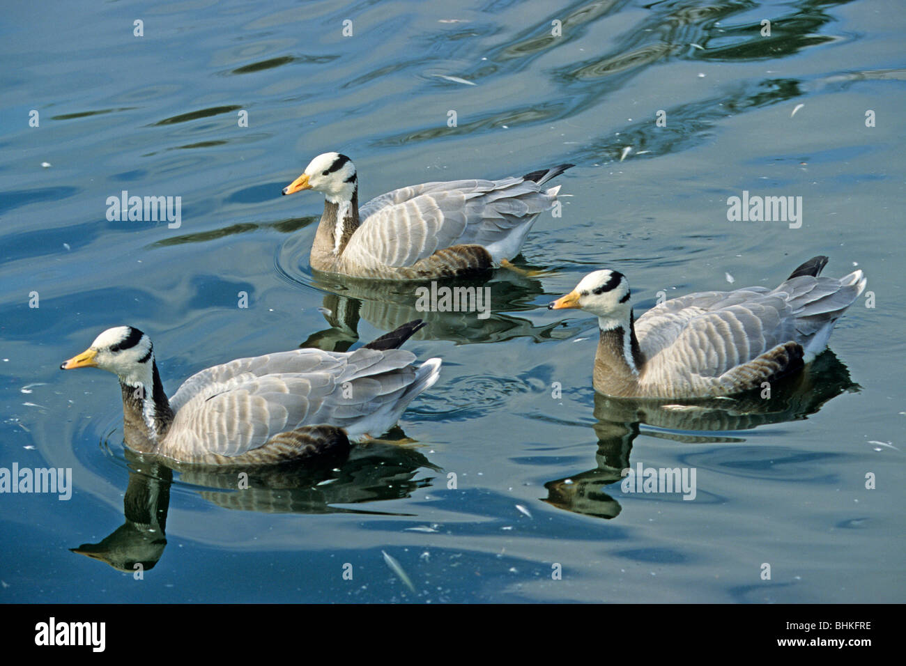 Bar headed goose captivity hi-res stock photography and images - Alamy