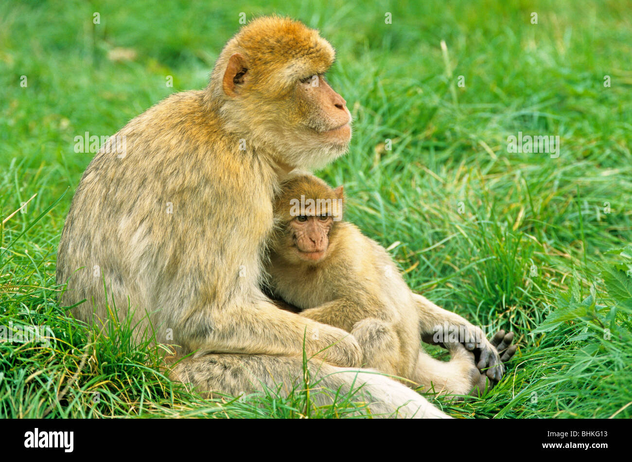 Monkey protecting kid hi-res stock photography and images - Alamy