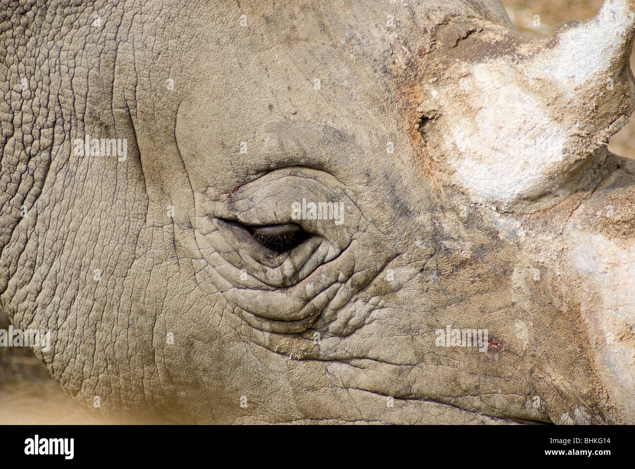 Shot rhino hi-res stock photography and images - Alamy