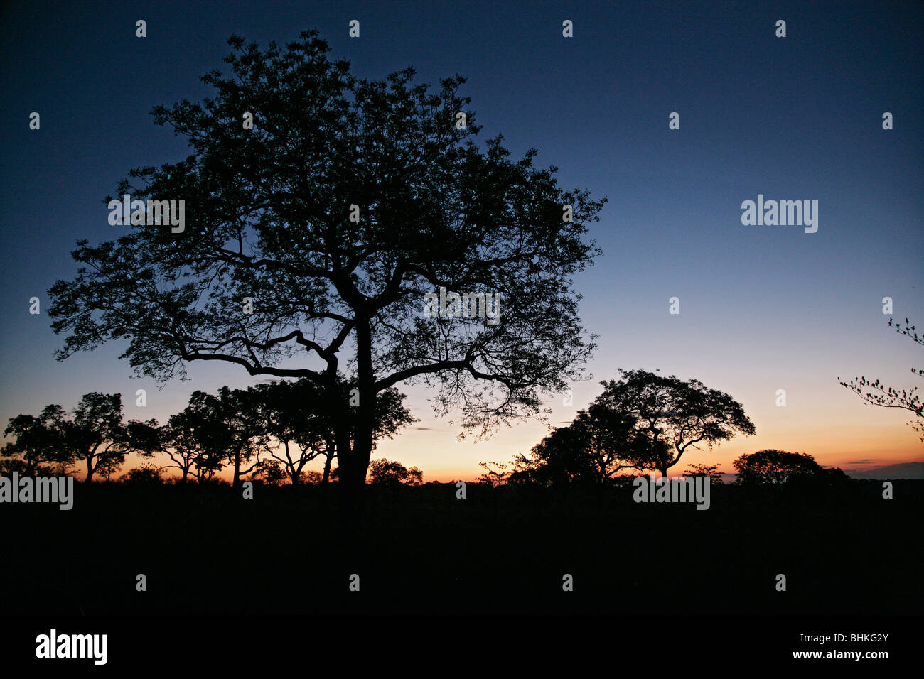 The Serengeti, Africa horizon at night as the sun sets Stock Photo - Alamy