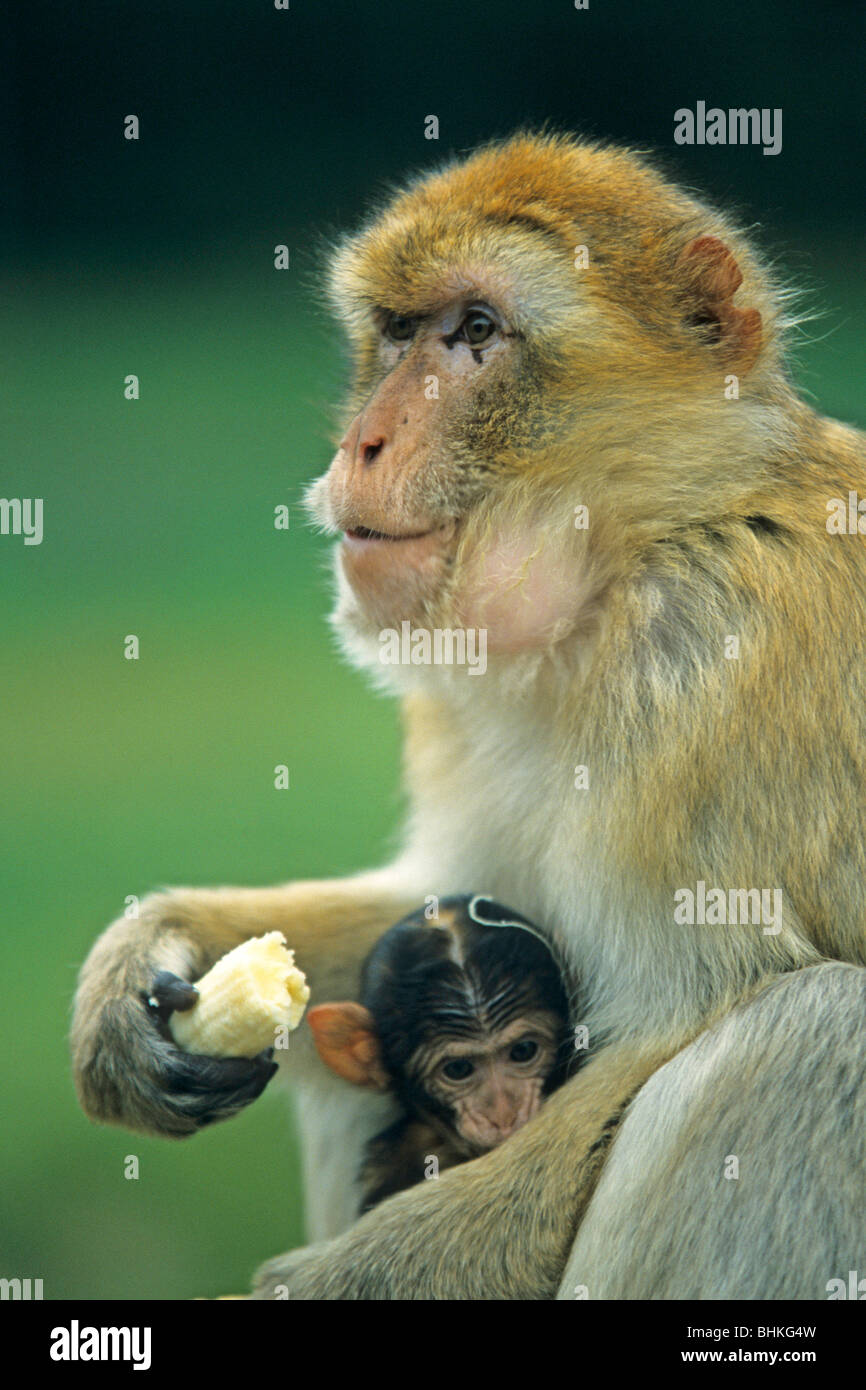 Barbary Macaque with child Stock Photo - Alamy