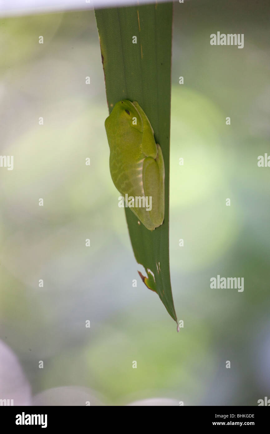 Red eyed tree frog sleeping in hi-res stock photography and images - Alamy