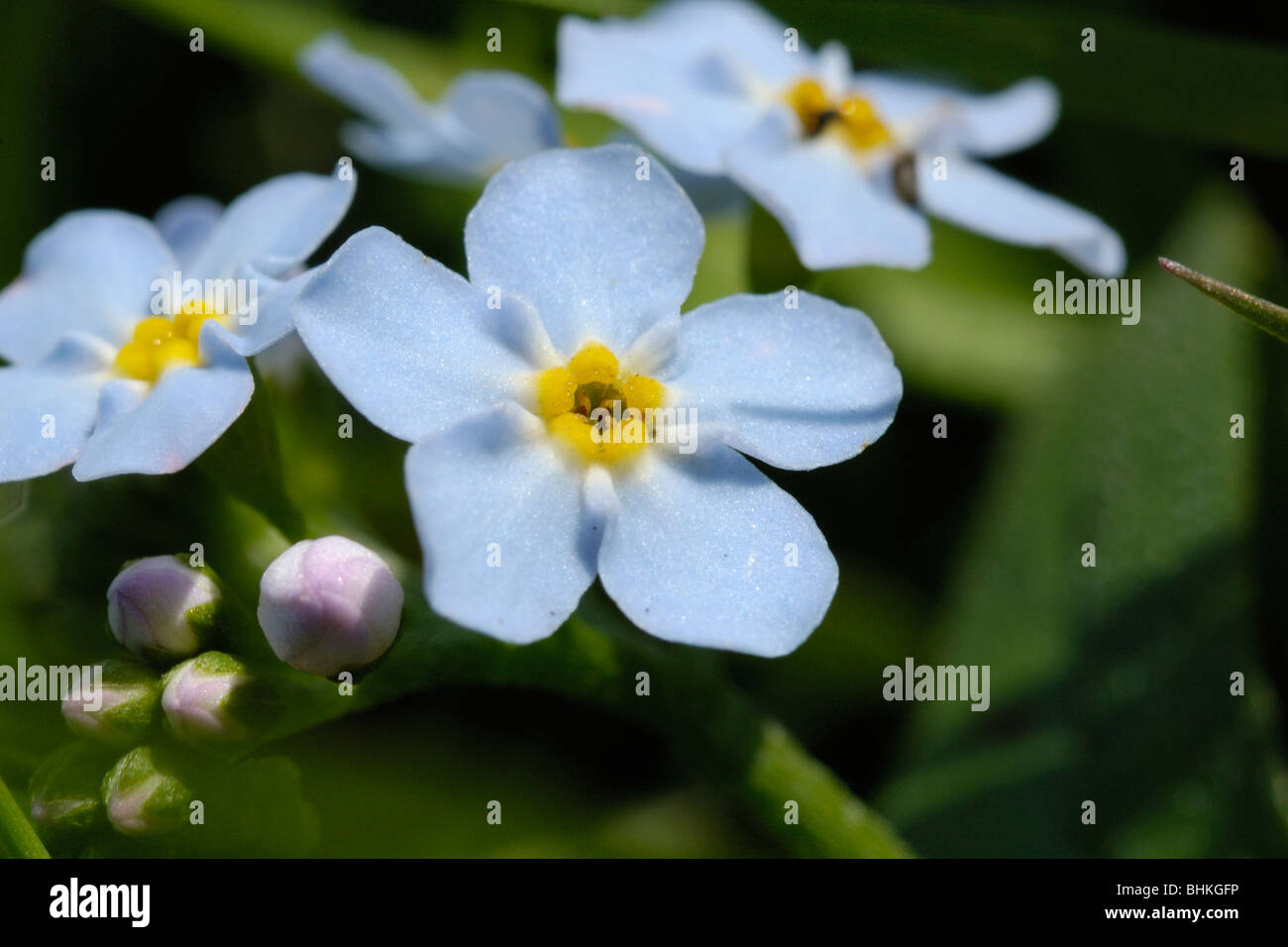 Water Forget-me-not, Myosotis scorpioides Stock Photo - Alamy