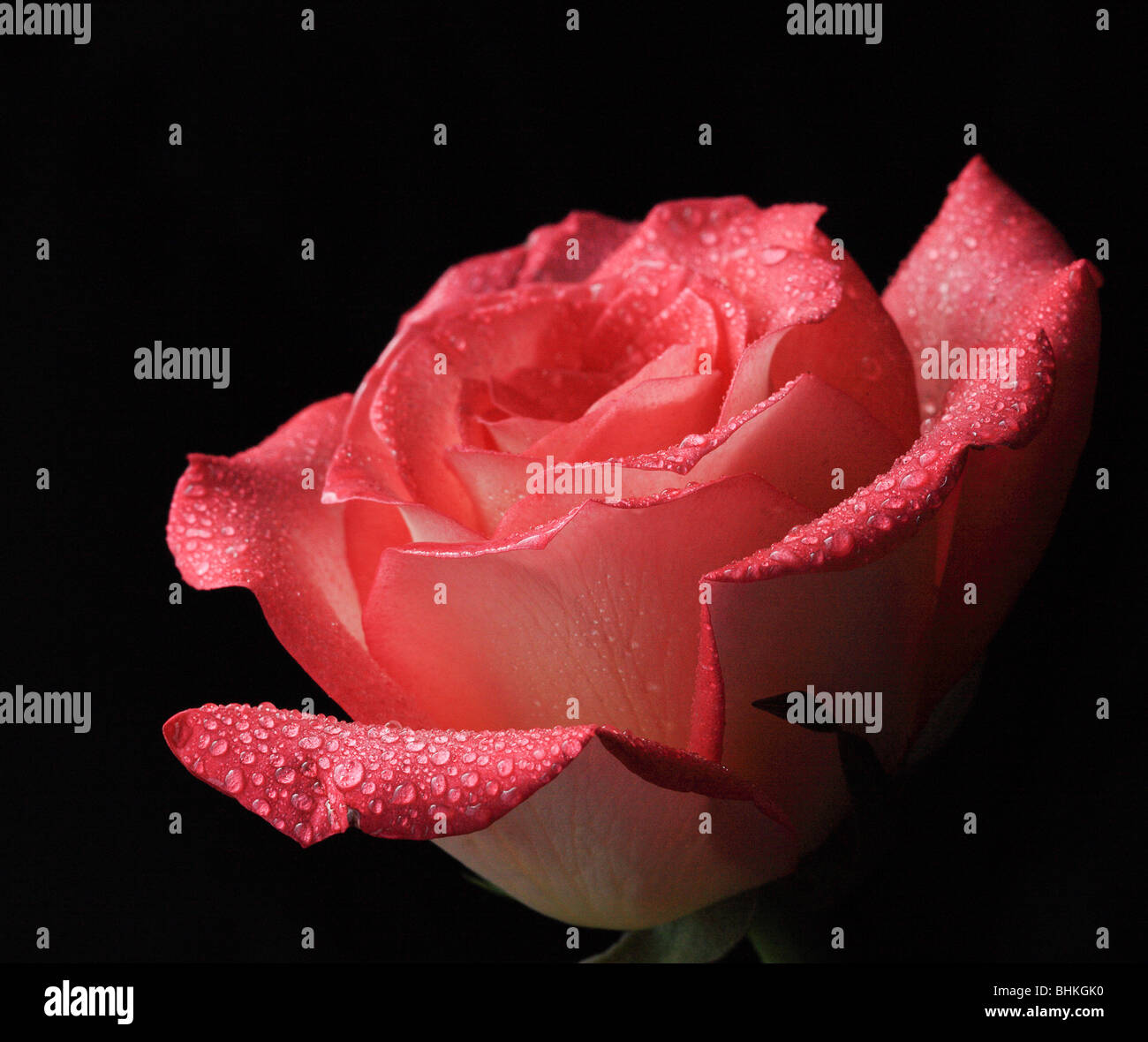 Rose with dew drops Stock Photo - Alamy