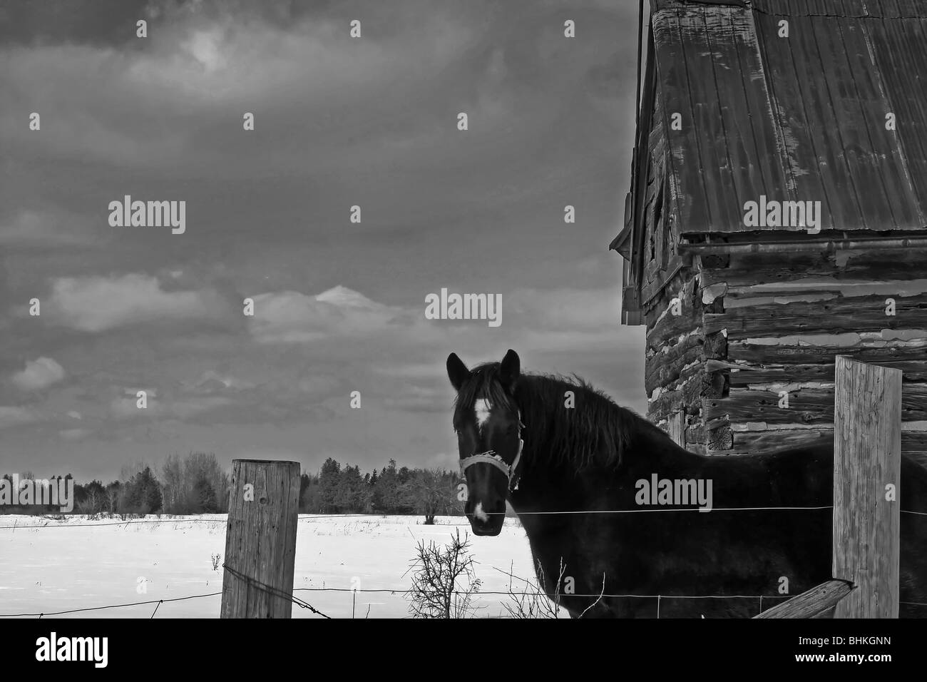 Field horse work Black and White Stock Photos & Images - Alamy