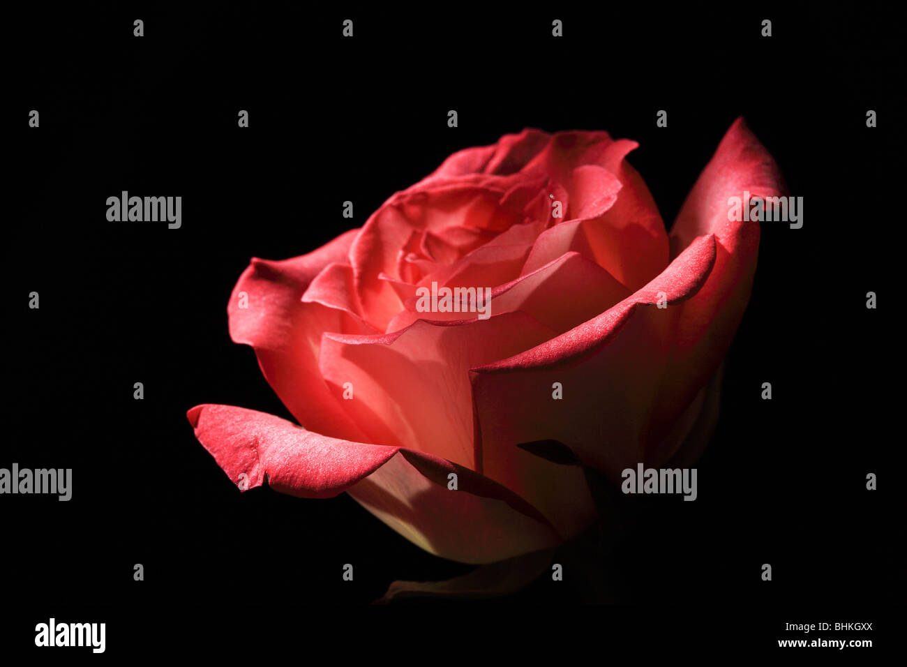 Moody rose hi-res stock photography and images - Alamy