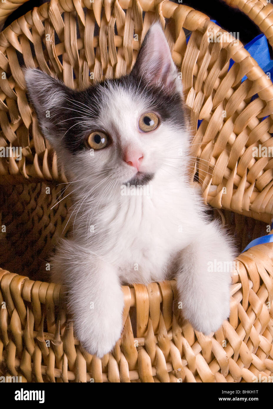 Cat in basket Stock Photo - Alamy