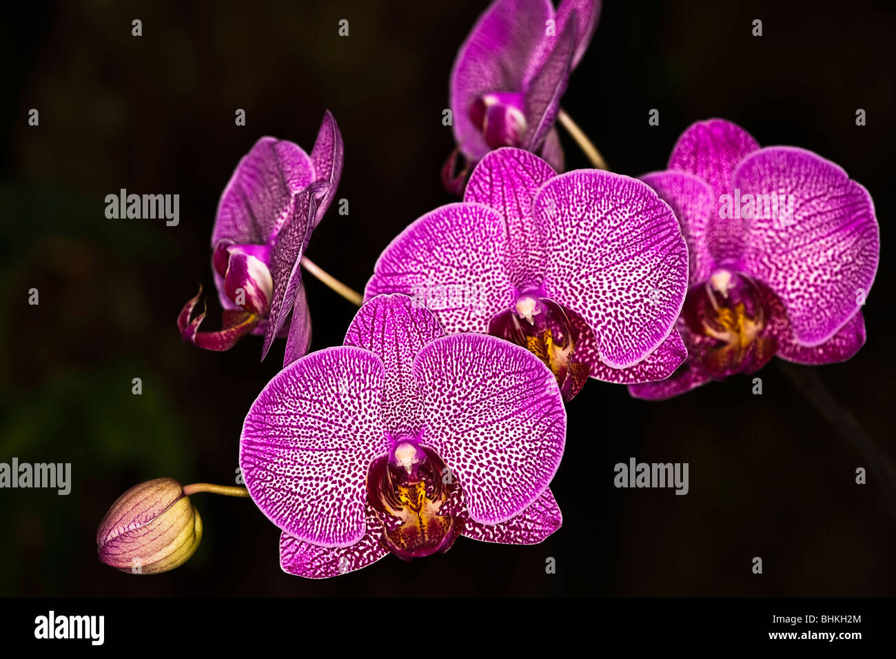 Orchids - close up Stock Photo - Alamy