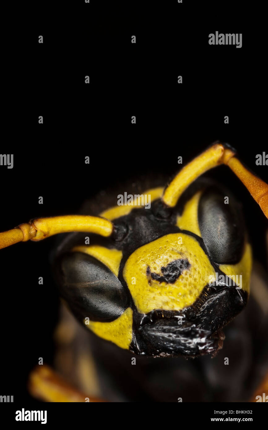 Wasp - Macro Close -up Stock Photo - Alamy