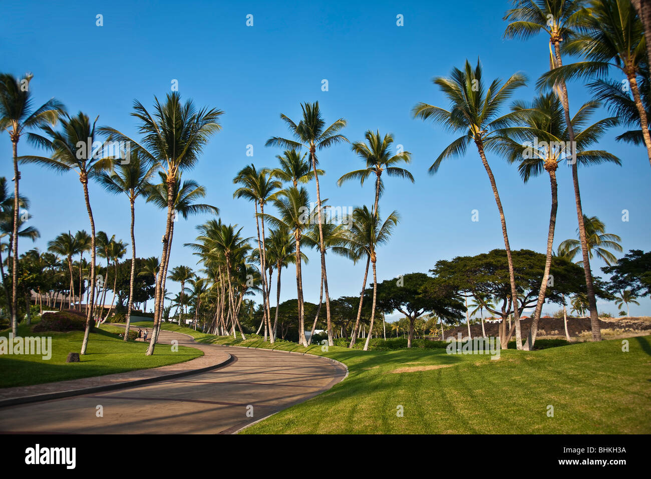 Palm Tree In Kona Hawaii at Connie Goodin blog