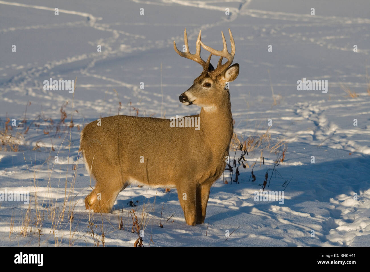 White tailed deer hi-res stock photography and images - Alamy