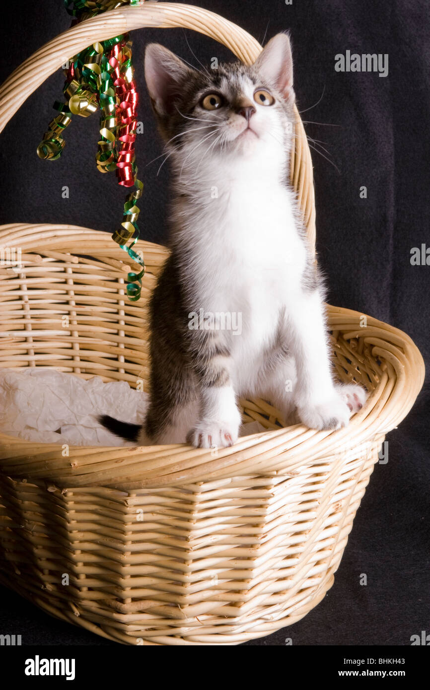Cat in basket Stock Photo - Alamy