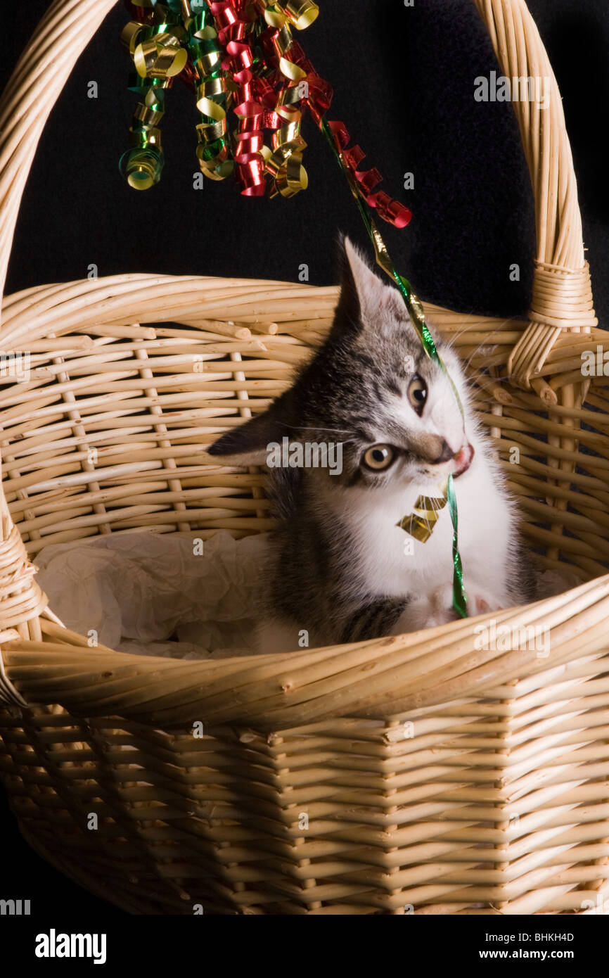 Cat in basket Stock Photo - Alamy