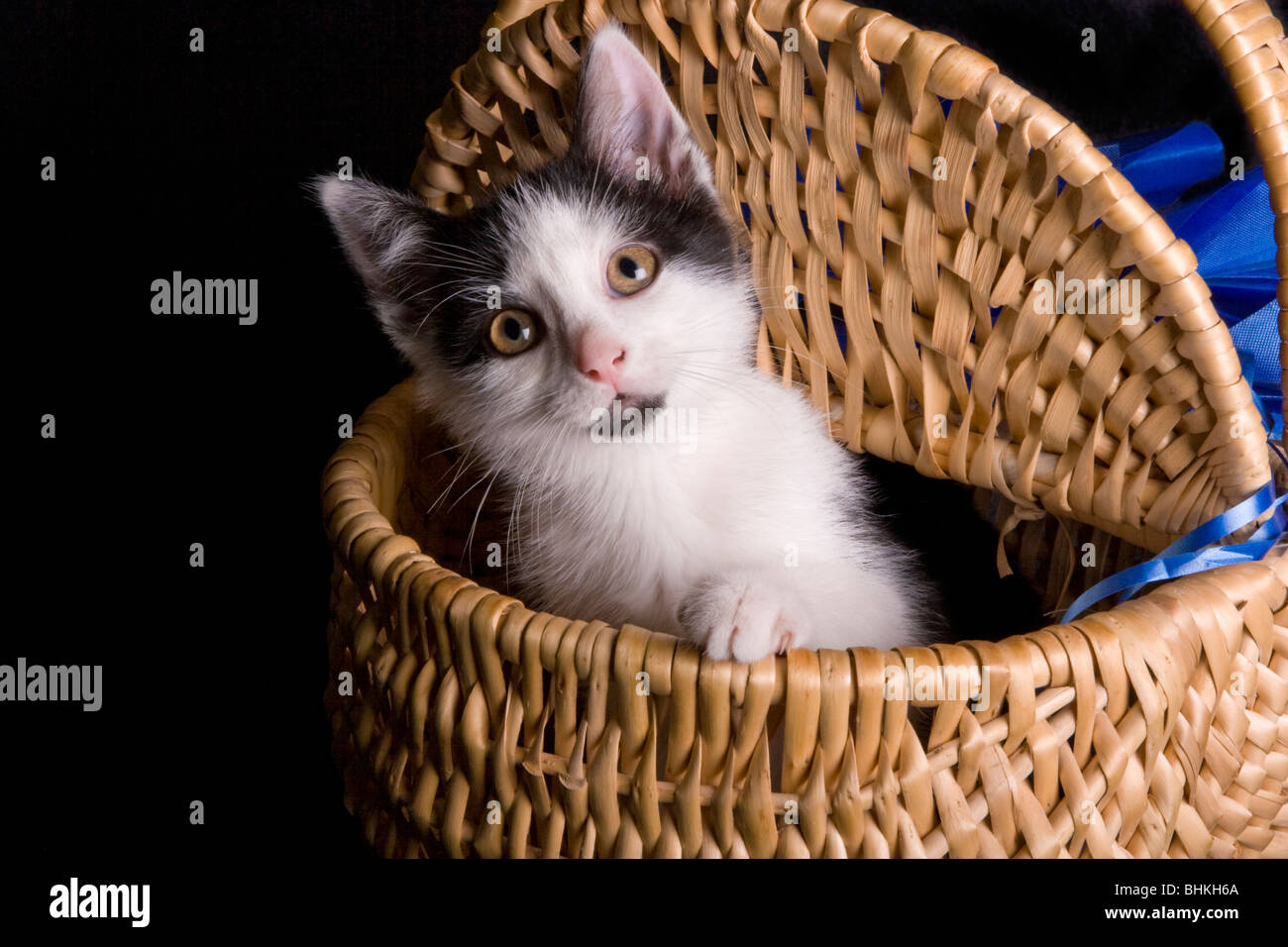 Cat in basket Stock Photo - Alamy